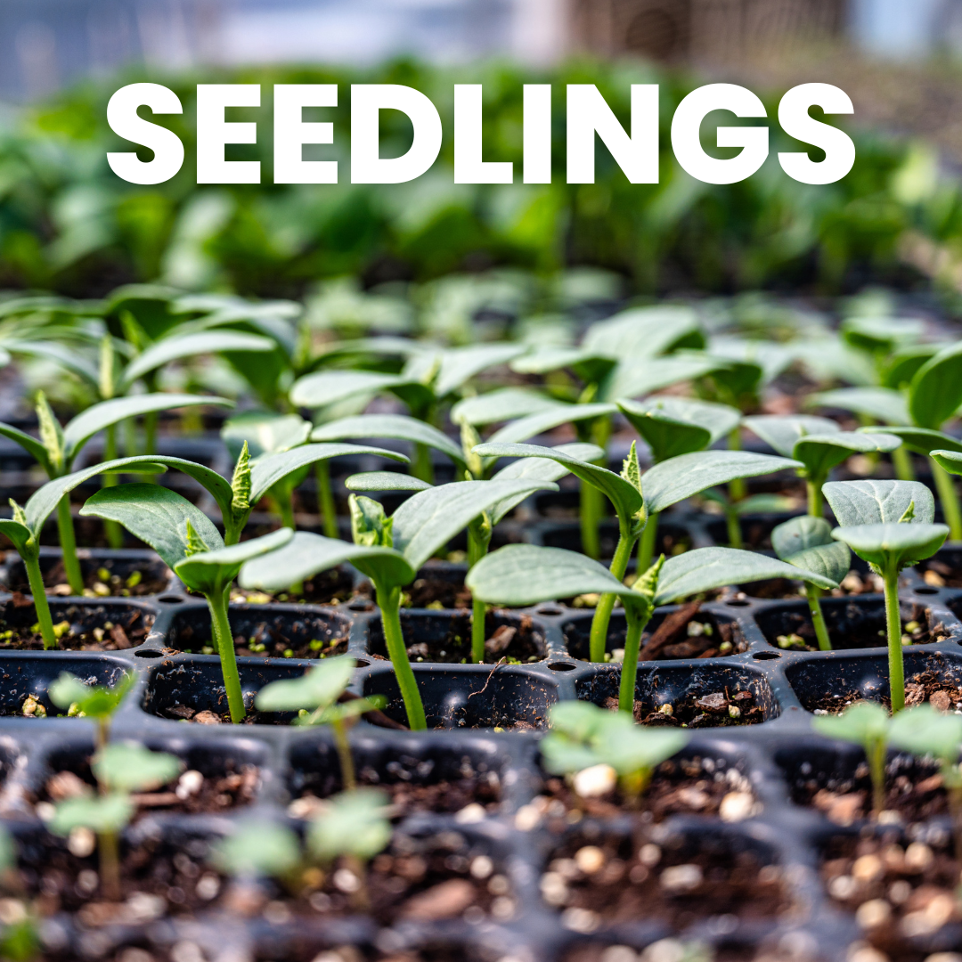 Seedlings – Chop Ching Hin Pte Ltd