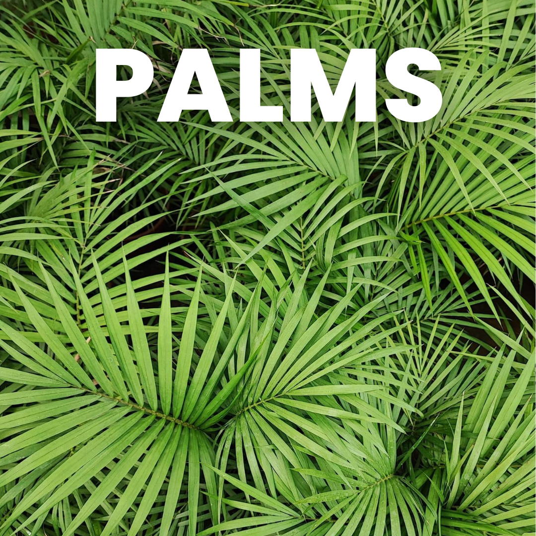 Palms – Chop Ching Hin Pte Ltd