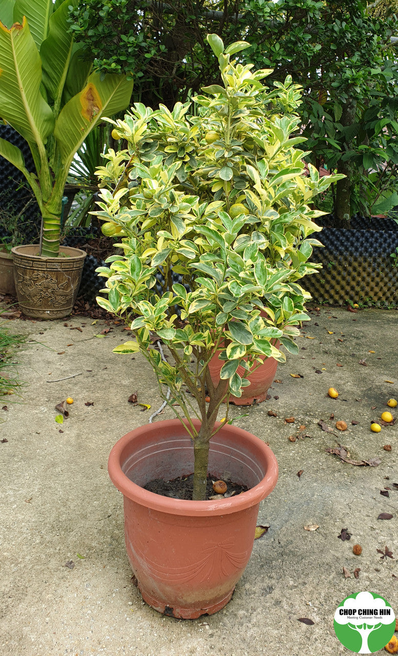 Lime variegated – Chop Ching Hin Pte Ltd