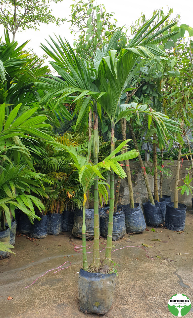 Arenga hookeriana – Chop Ching Hin Pte Ltd