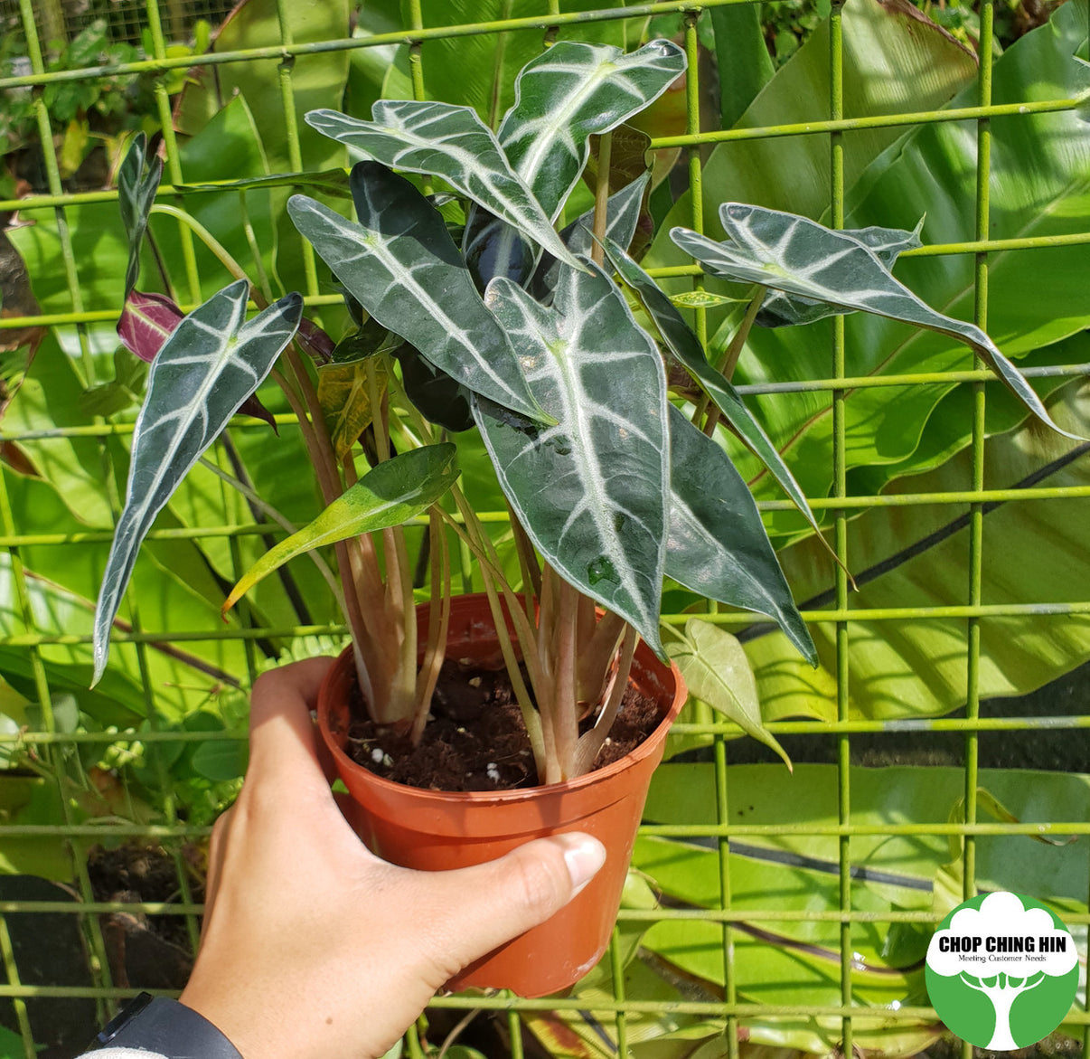Alocasia spp. – Chop Ching Hin Pte Ltd