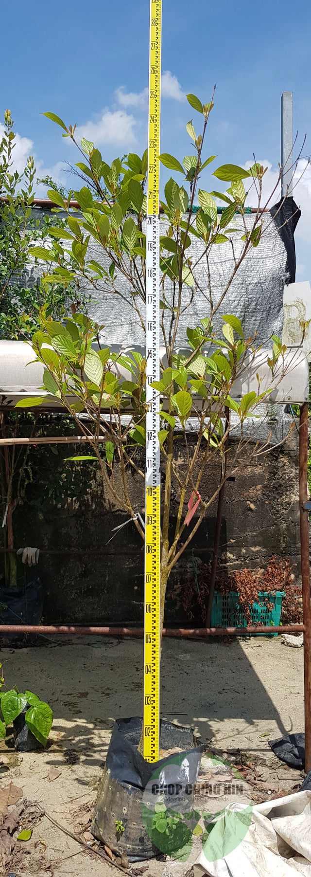 Baccaurea motleyana – Chop Ching Hin