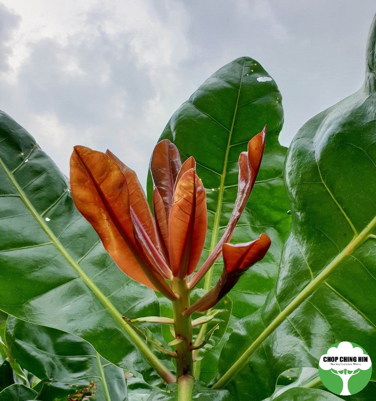 Barringtonia asiatica – Chop Ching Hin Pte Ltd