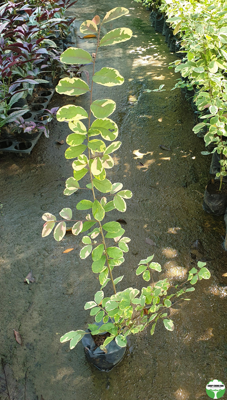 Bridelia ovata (variegated) – Chop Ching Hin Pte Ltd