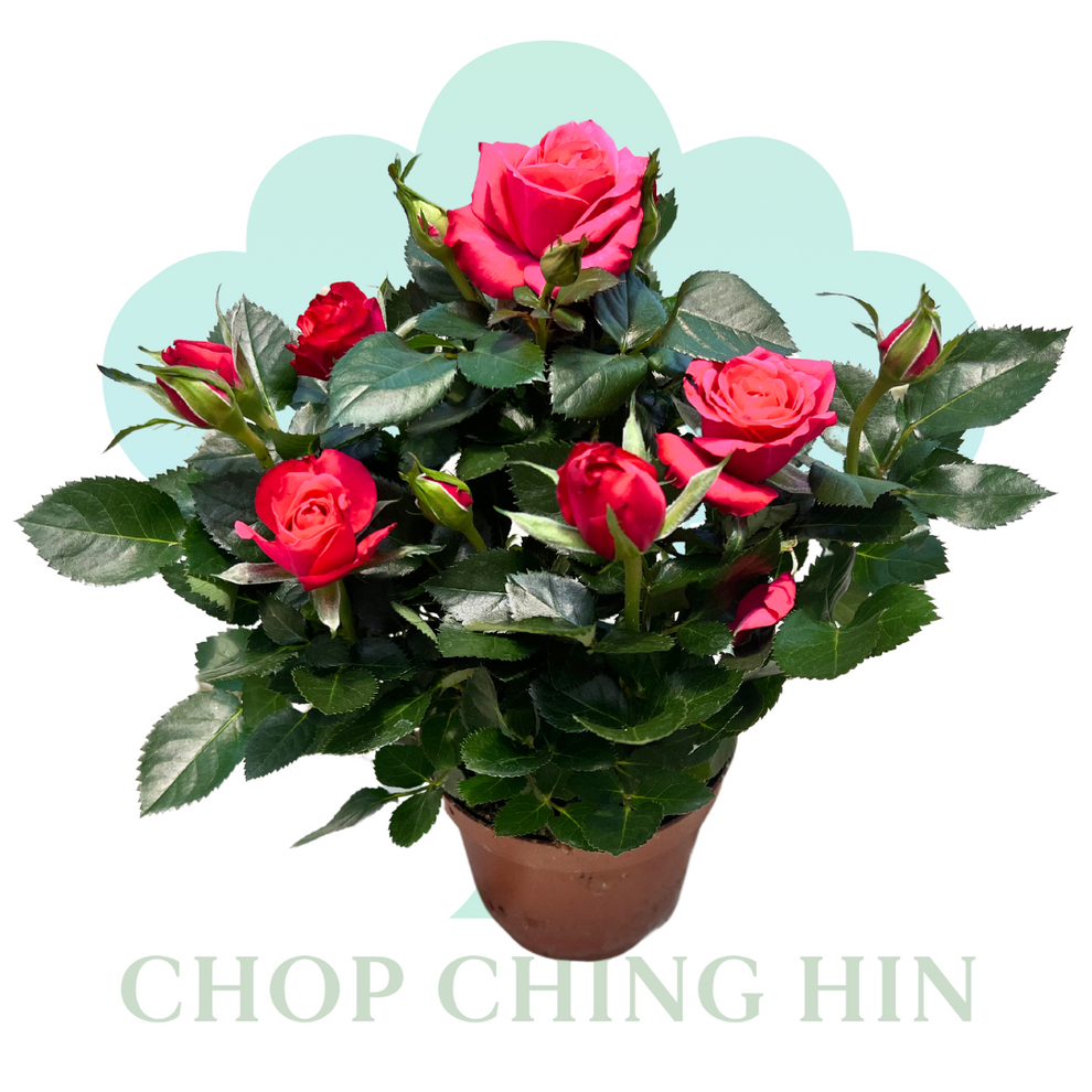 Roses (0.2m) [Multiple Colours] – Chop Ching Hin