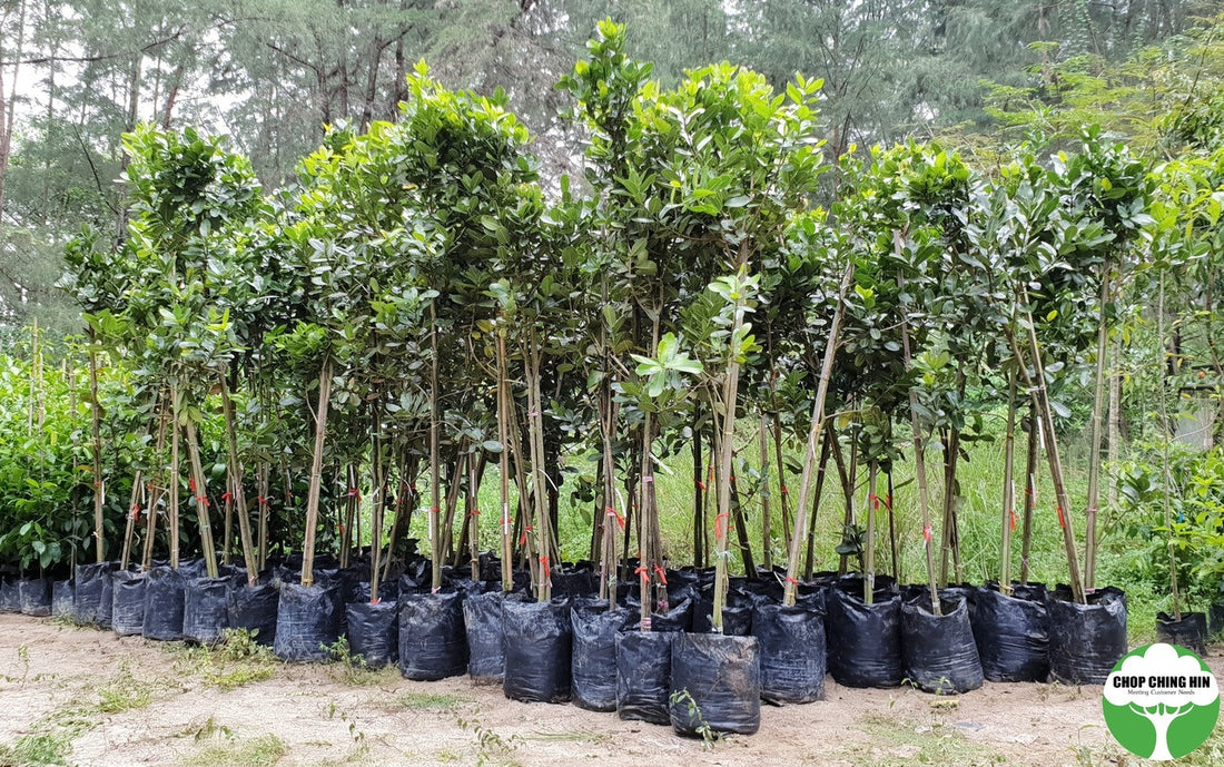 Calophyllum inophyllum – Chop Ching Hin Pte Ltd