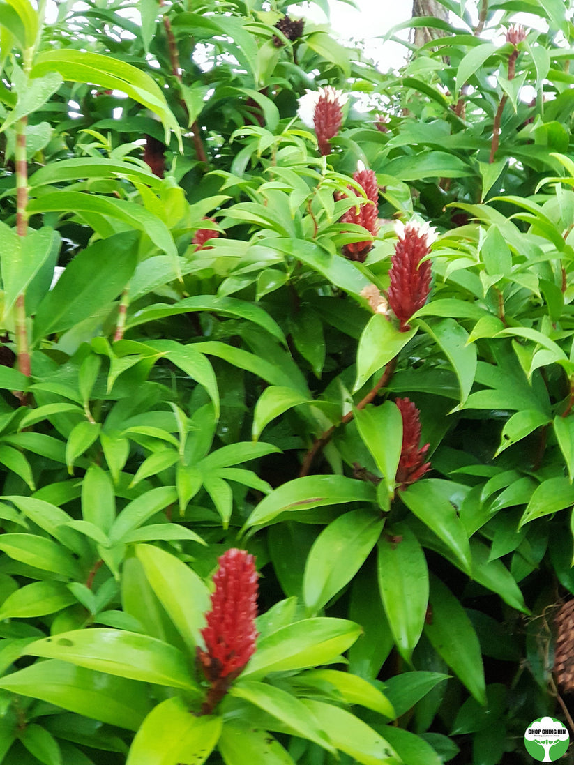 Cheilocostus speciosus – Chop Ching Hin Pte Ltd