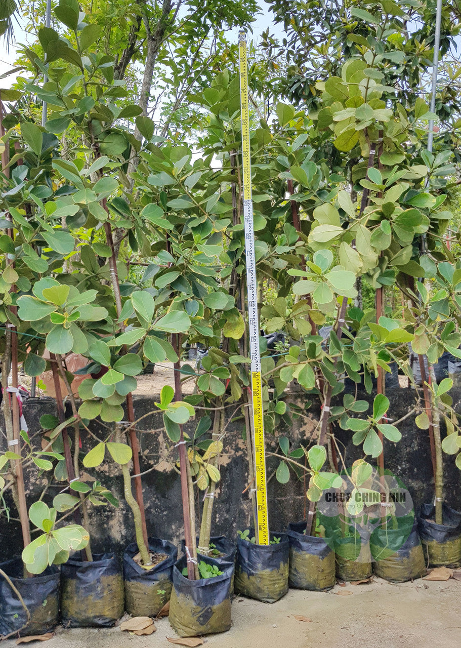 Clusia rosea 'Variegata' – Chop Ching Hin Pte Ltd