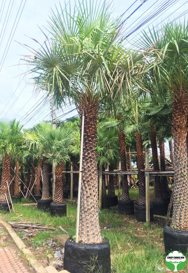 Copernicia alba – Chop Ching Hin Pte Ltd