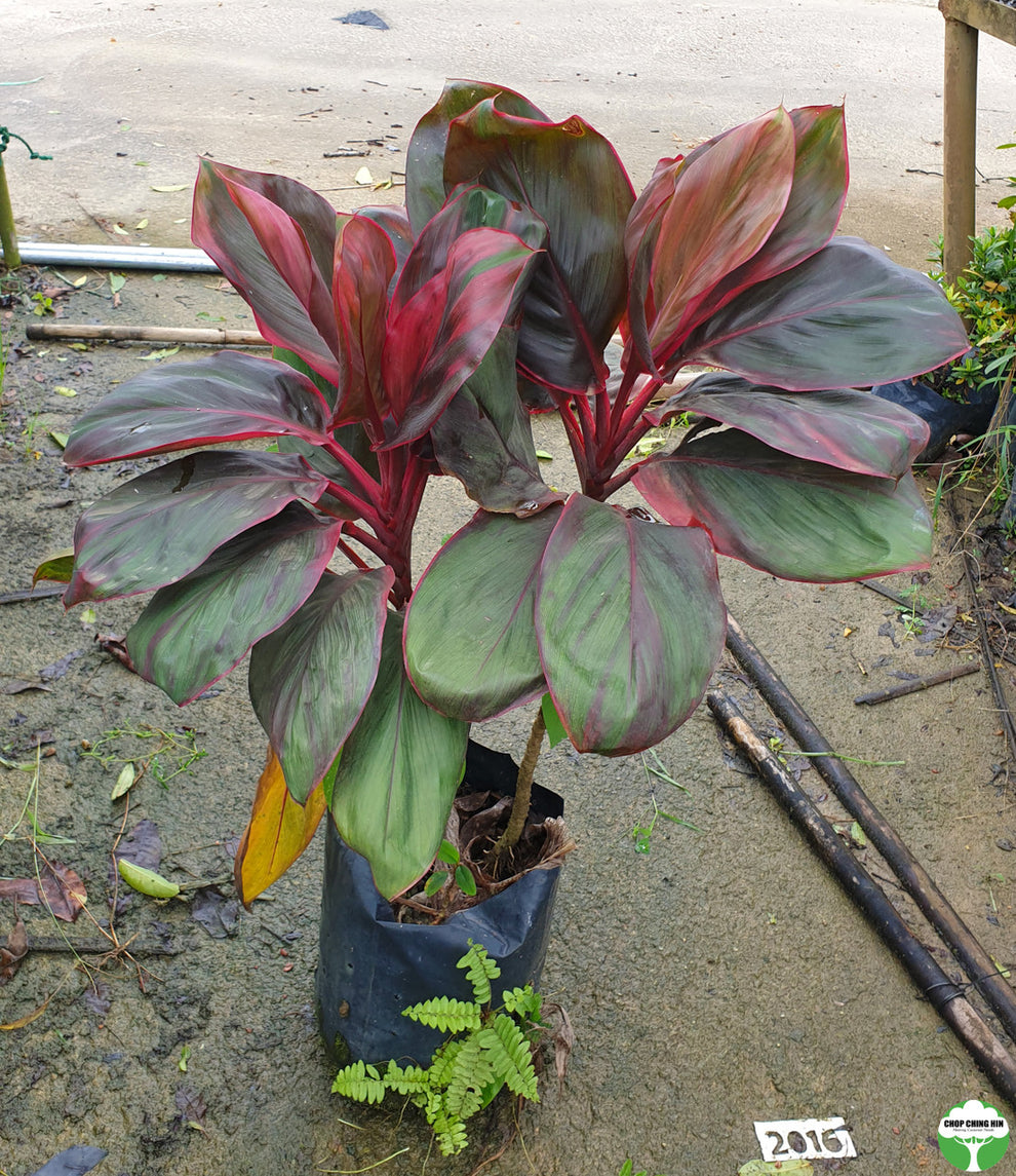 Cordyline fruticosa 'Dark Red' – Chop Ching Hin Pte Ltd