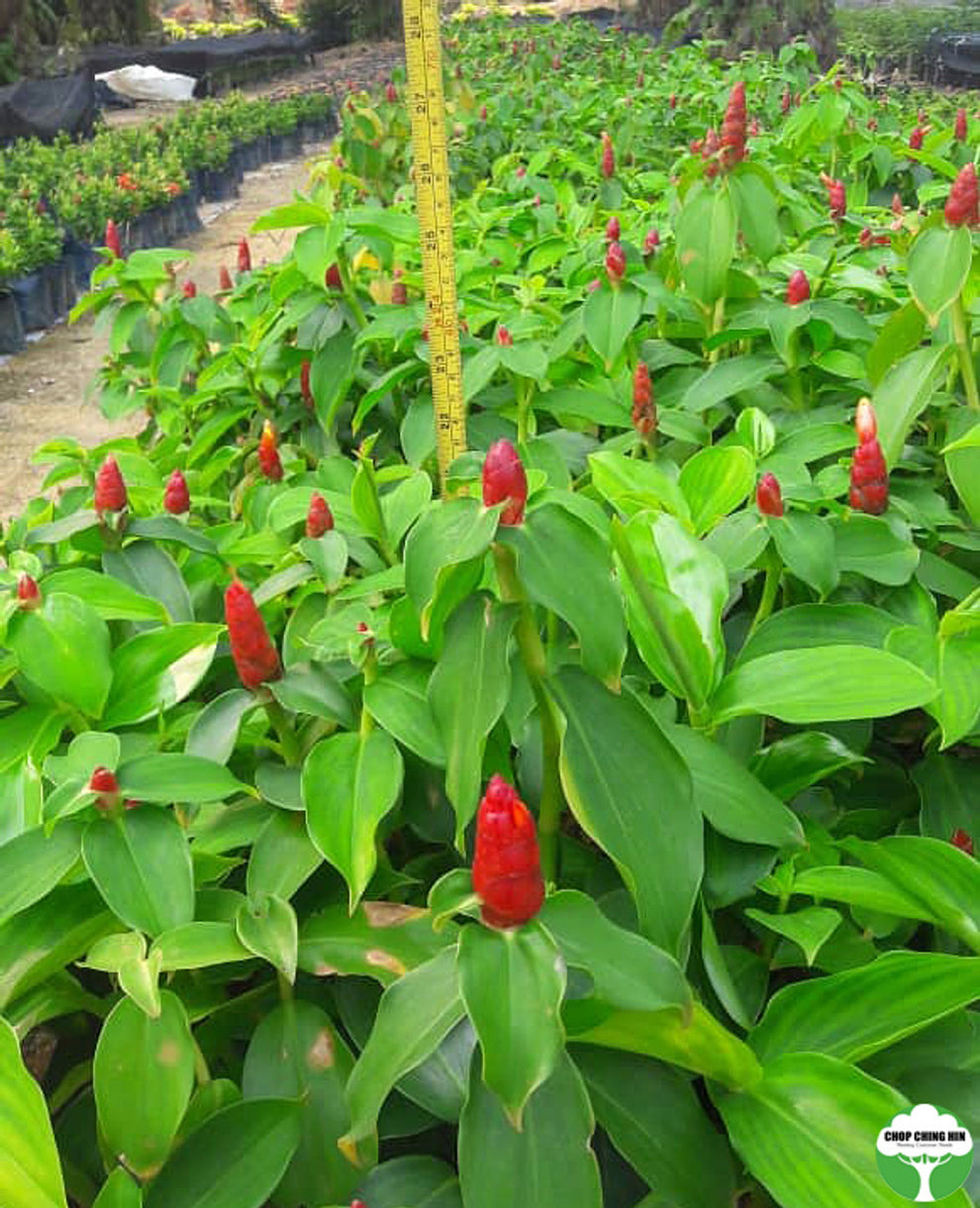 Costus woodsonii – Chop Ching Hin Pte Ltd