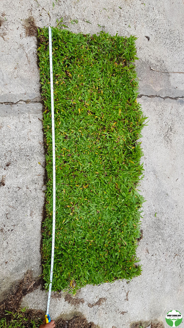 Singapore Cow Grass Supplier | Cow Grass (Rolls) – Chop Ching Hin Pte Ltd