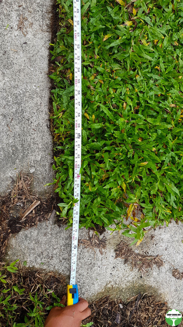 Singapore Cow Grass Supplier | Cow Grass (Rolls) – Chop Ching Hin Pte Ltd
