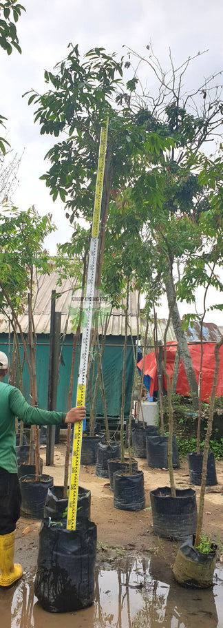 Cratoxylum cochinchinense – Chop Ching Hin Pte Ltd