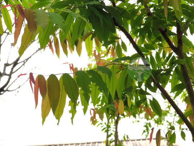 Cratoxylum cochinchinense – Chop Ching Hin Pte Ltd