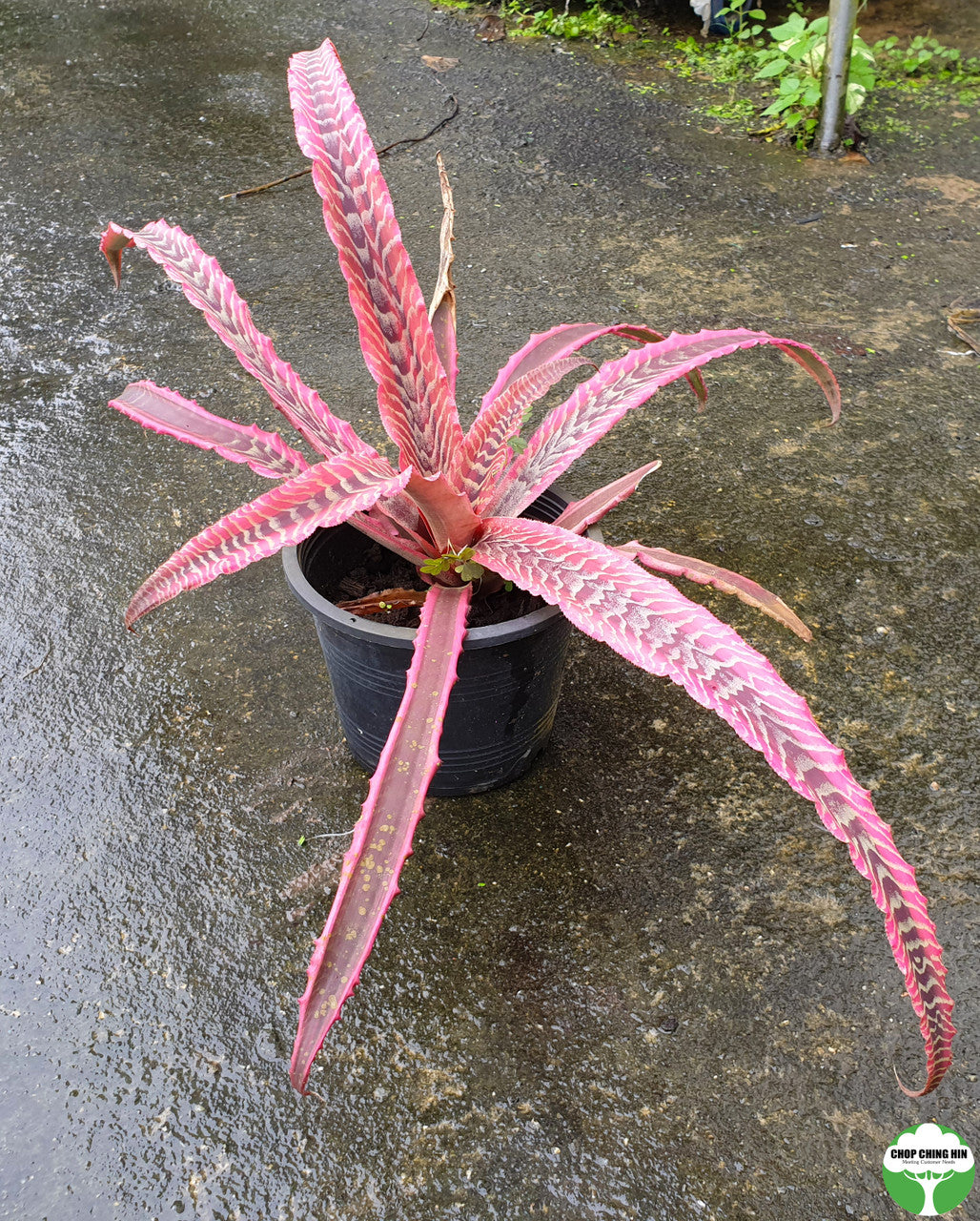 Cryptanthus 'Elaine' – Chop Ching Hin