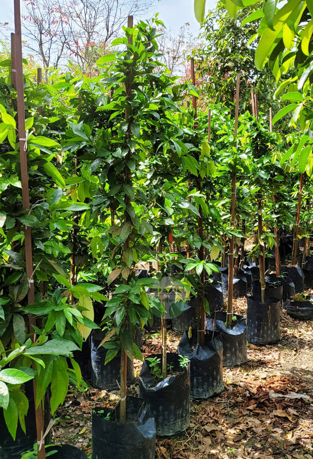 Cynometra ramiflora – Chop Ching Hin Pte Ltd