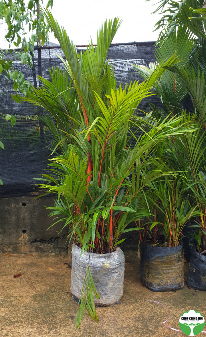 Palms – Chop Ching Hin Pte Ltd