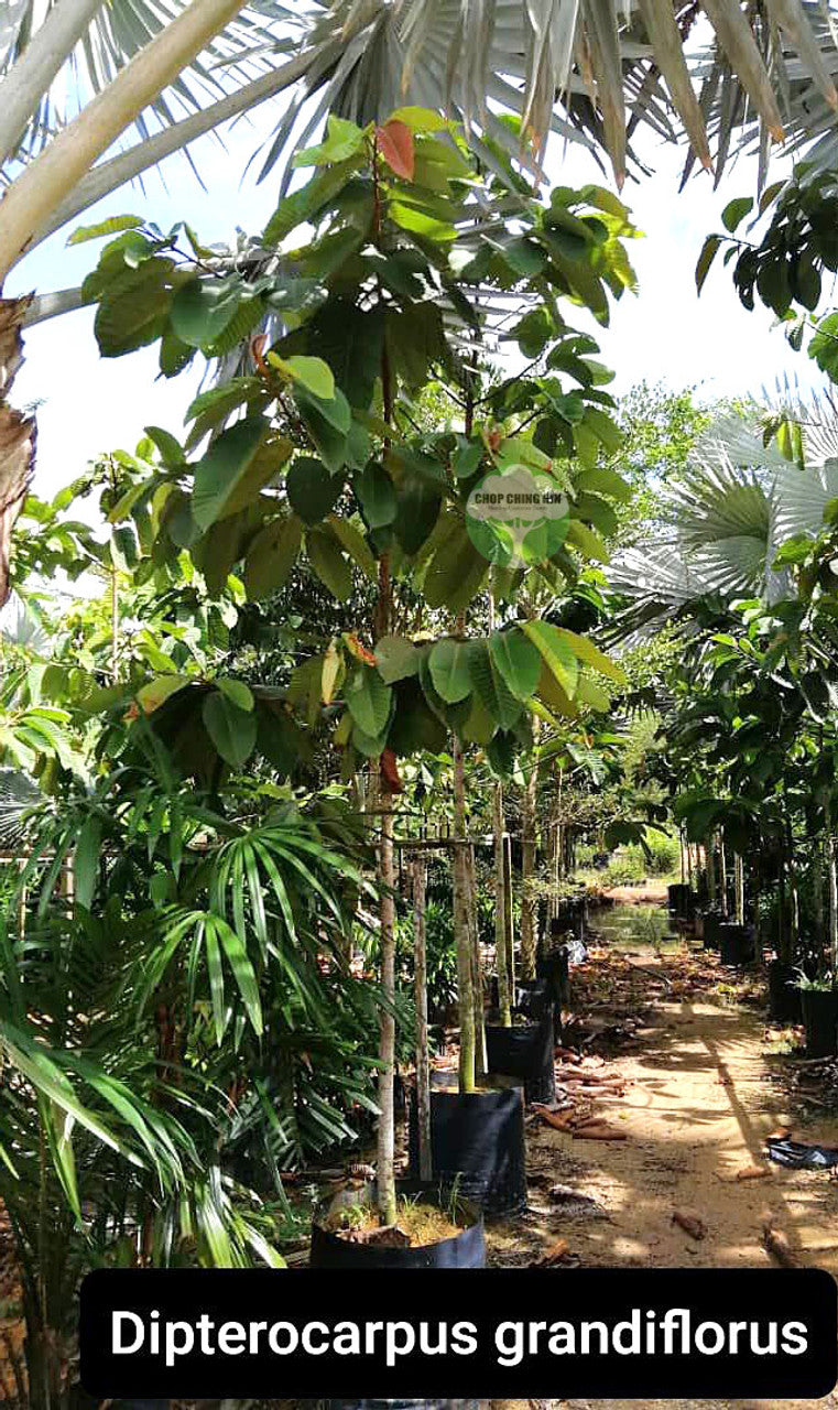 Dipterocarpus grandiflorus – Chop Ching Hin Pte Ltd