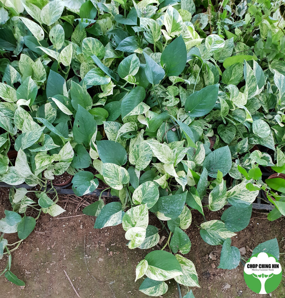Epipremnum aureum 'Marble Queen' – Chop Ching Hin Pte Ltd