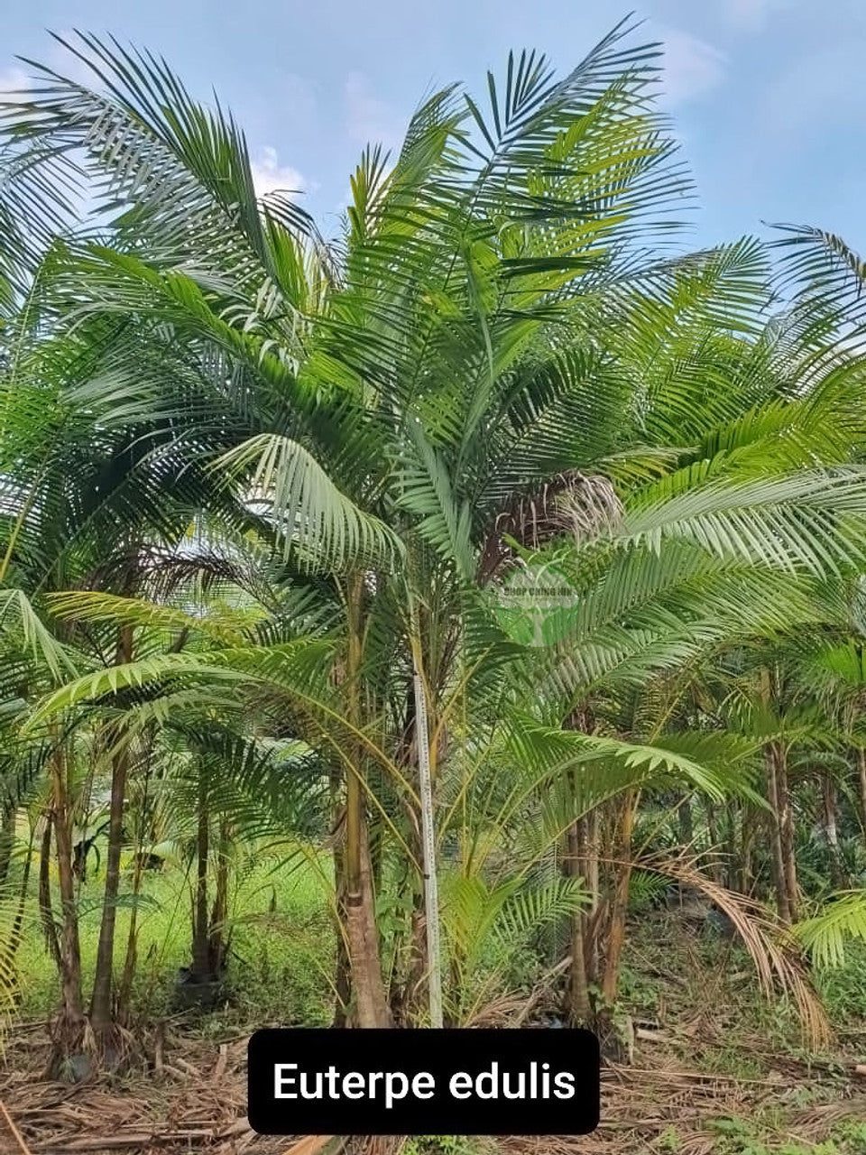 Euterpe edulis – Chop Ching Hin Pte Ltd