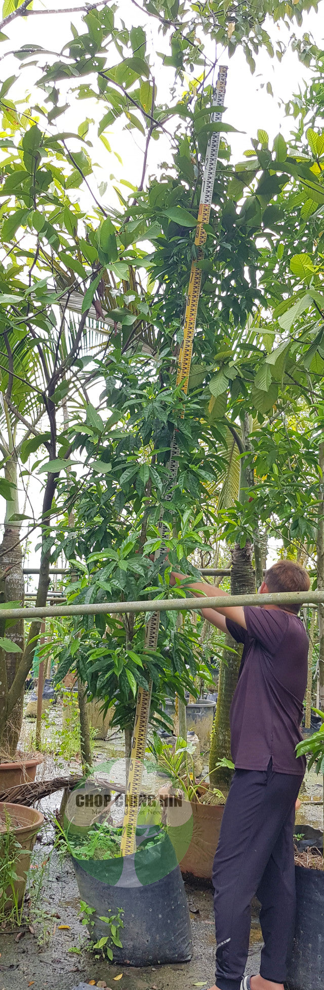 Fagraea fragrans (Tembusu) – Chop Ching Hin Pte Ltd