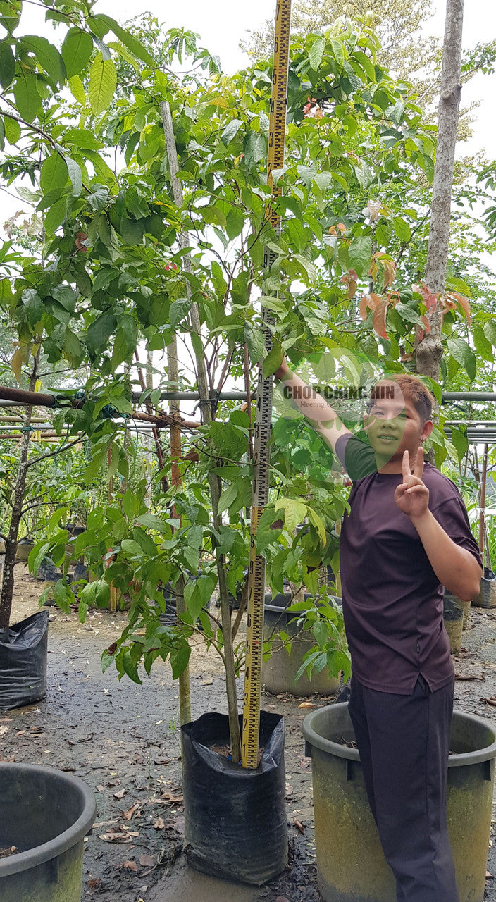 Flacourtia inermis – Chop Ching Hin Pte Ltd