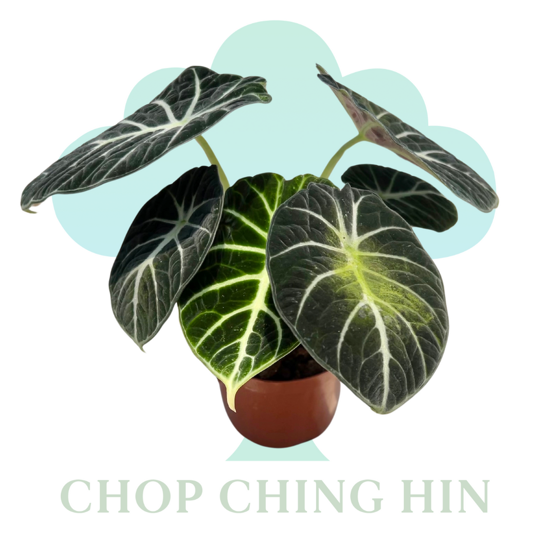 Foliage – Chop Ching Hin