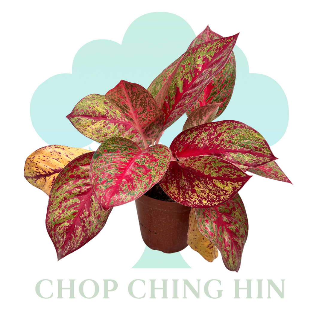 Foliage – Chop Ching Hin