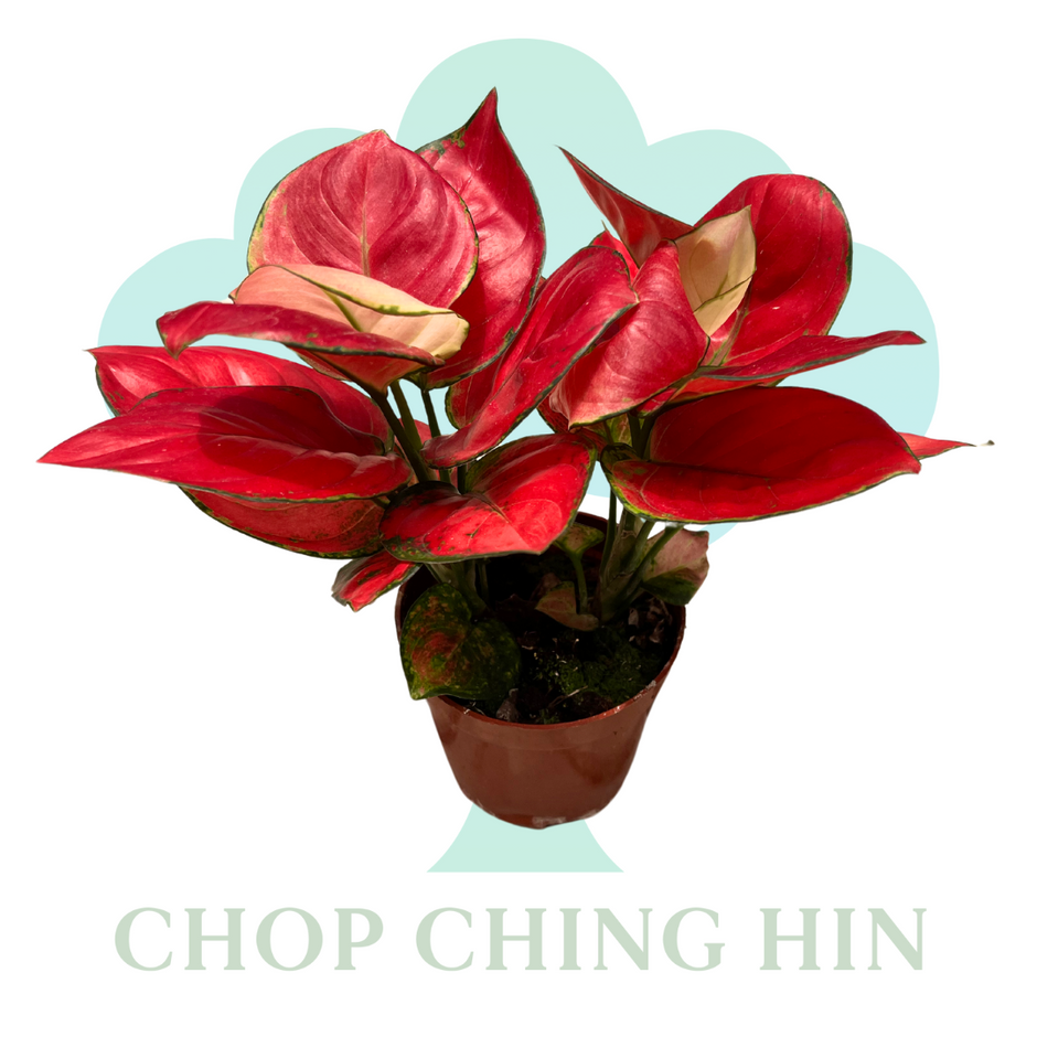 Foliage – Chop Ching Hin Pte Ltd