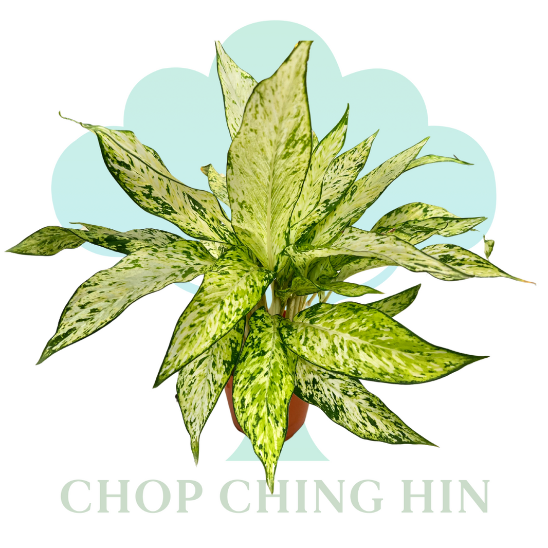 Foliage – Chop Ching Hin