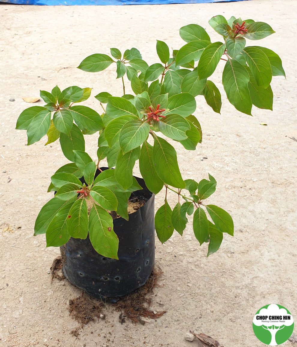 Hamelia patens – Chop Ching Hin Pte Ltd
