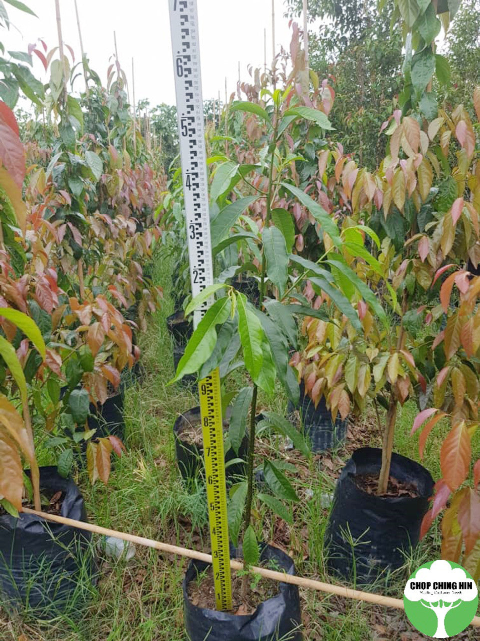 Horsfieldia irya – Chop Ching Hin Pte Ltd