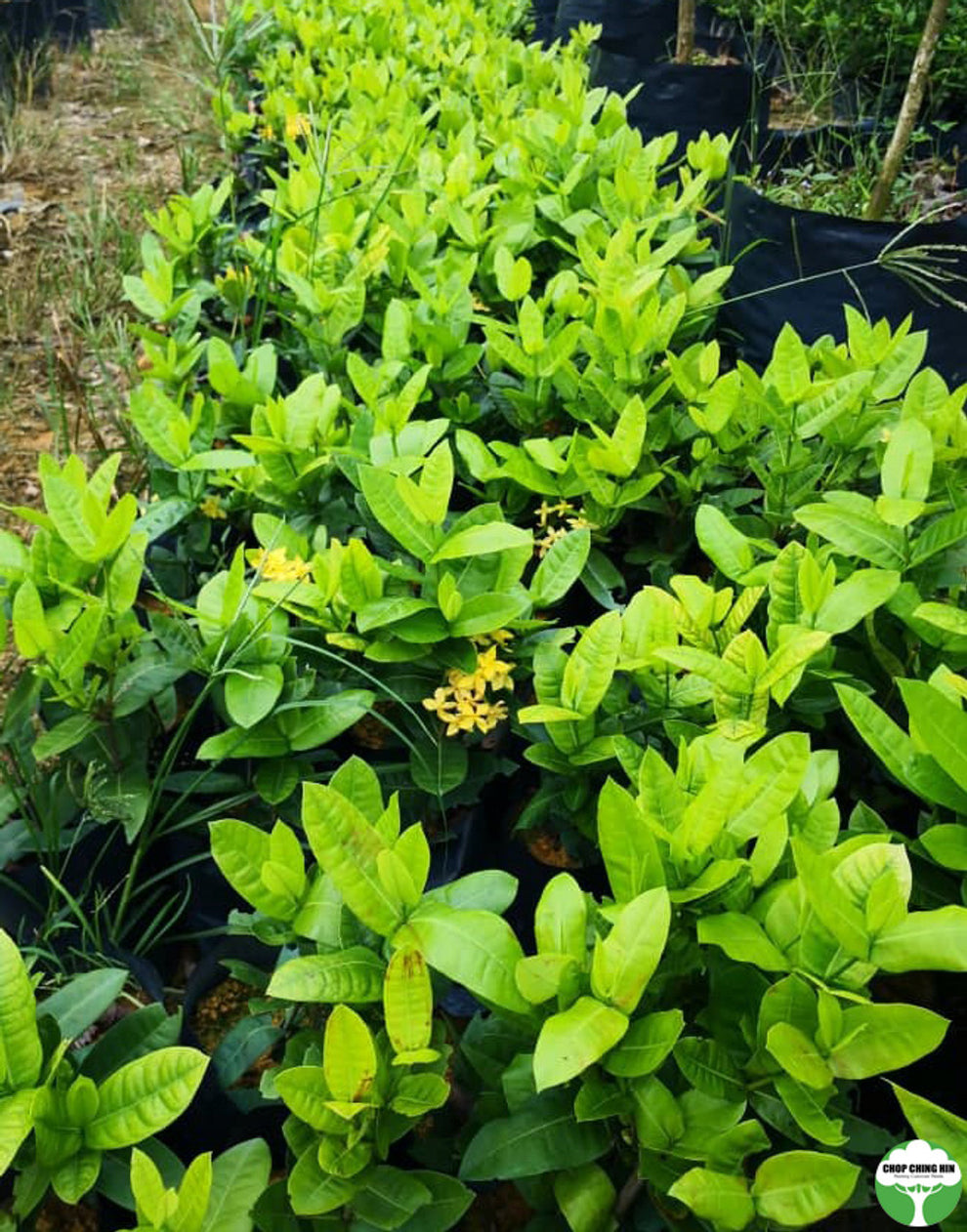 Ixora 'Yellow' – Chop Ching Hin Pte Ltd
