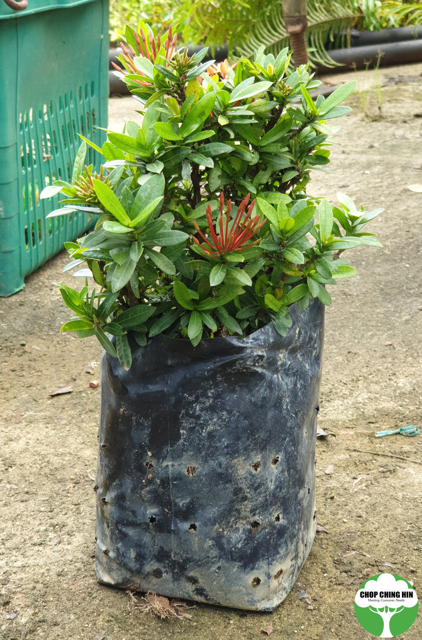 Ixora siamensis – Chop Ching Hin Pte Ltd