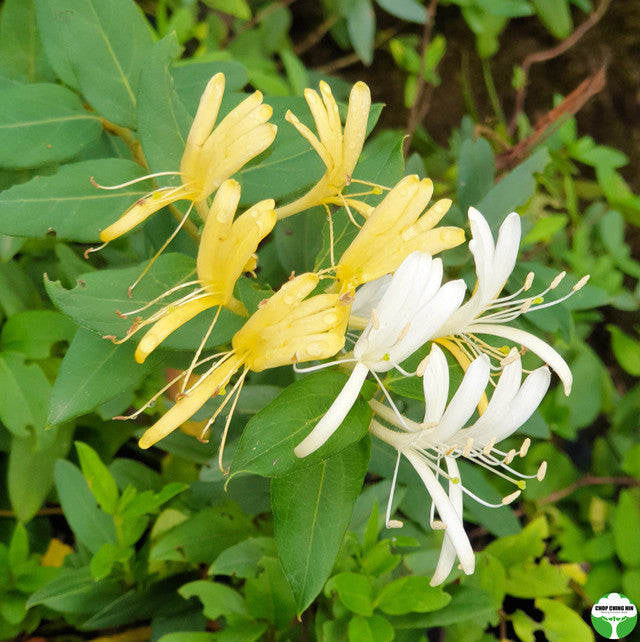 Lonicera japonica – Chop Ching Hin Pte Ltd