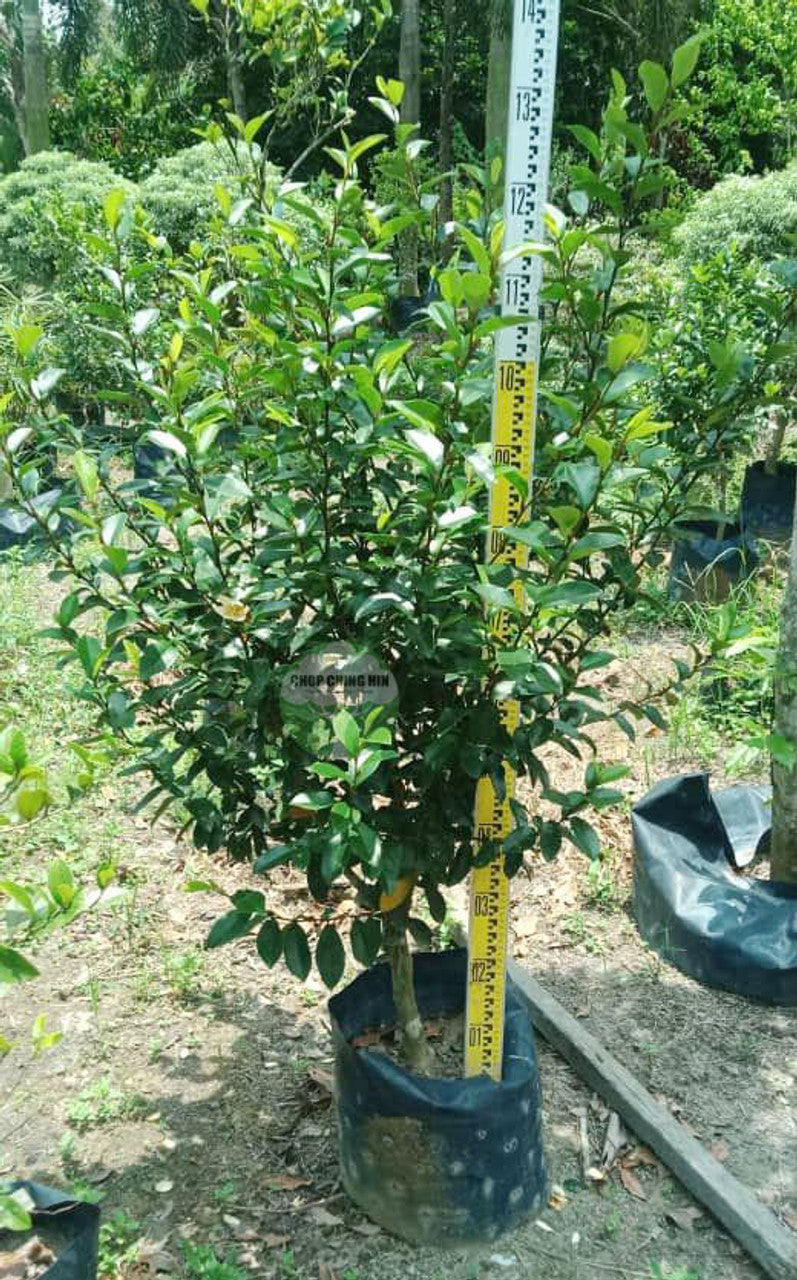 Magnolia Figo – Chop Ching Hin Pte Ltd