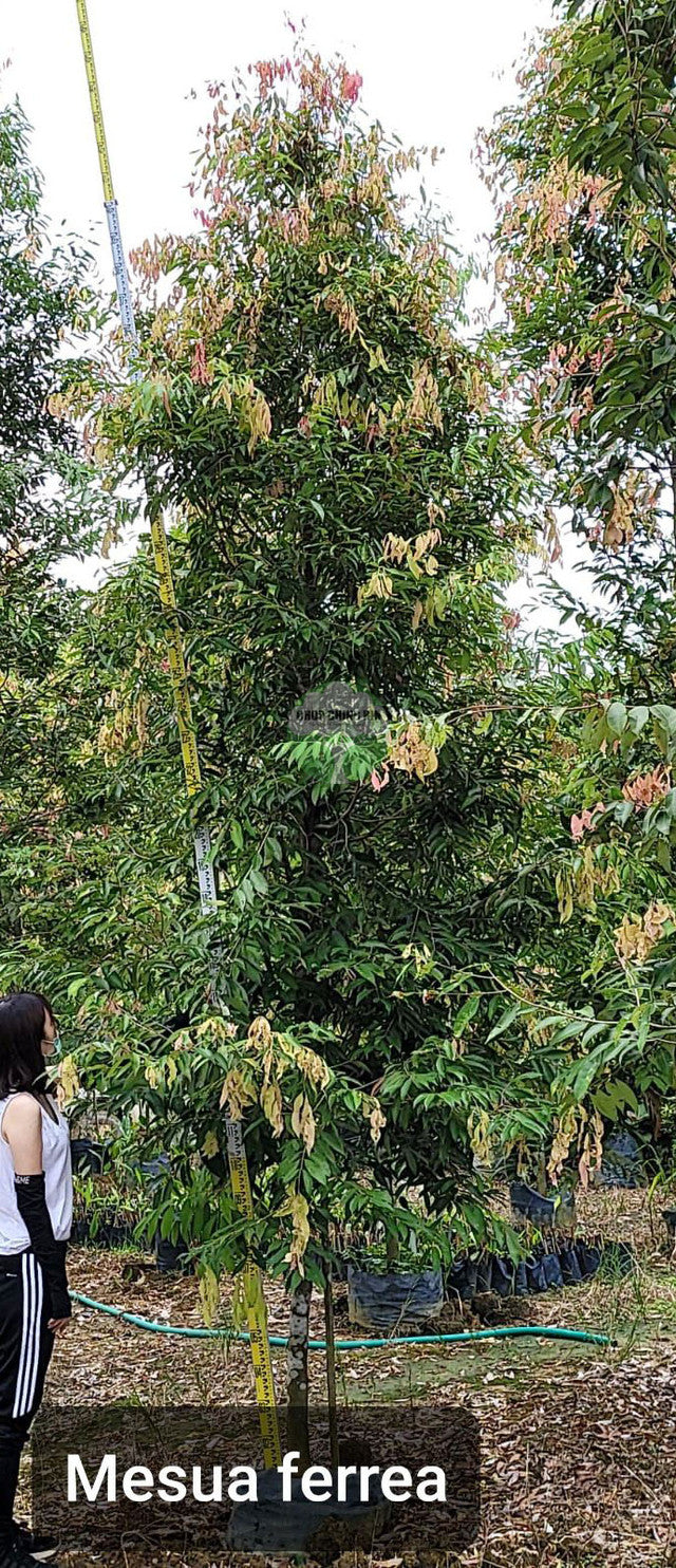 Mesua ferrea – Chop Ching Hin Pte Ltd