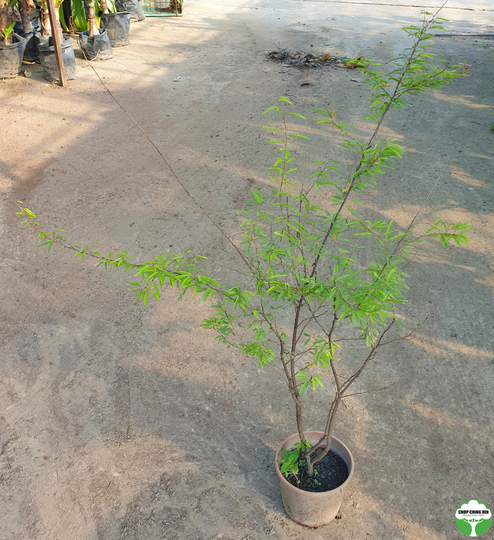 Mimosa diplotricha var. inermis – Chop Ching Hin