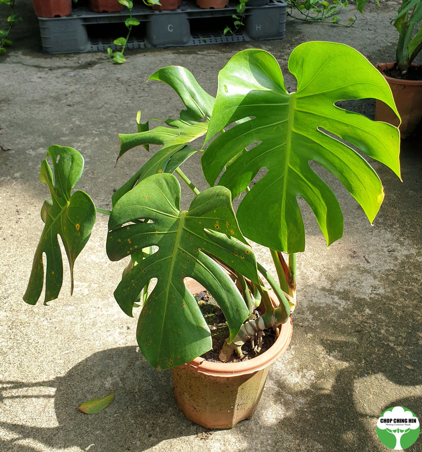 Monstera deliciosa 1 – Chop Ching Hin Pte Ltd