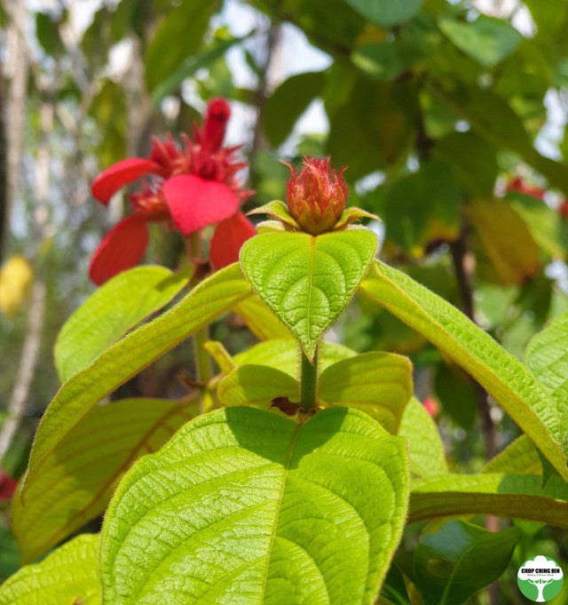 Mussaenda 'Dona Eva' – Chop Ching Hin