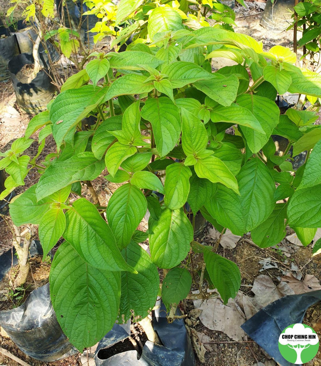 Mussaenda 'Dona Eva' – Chop Ching Hin