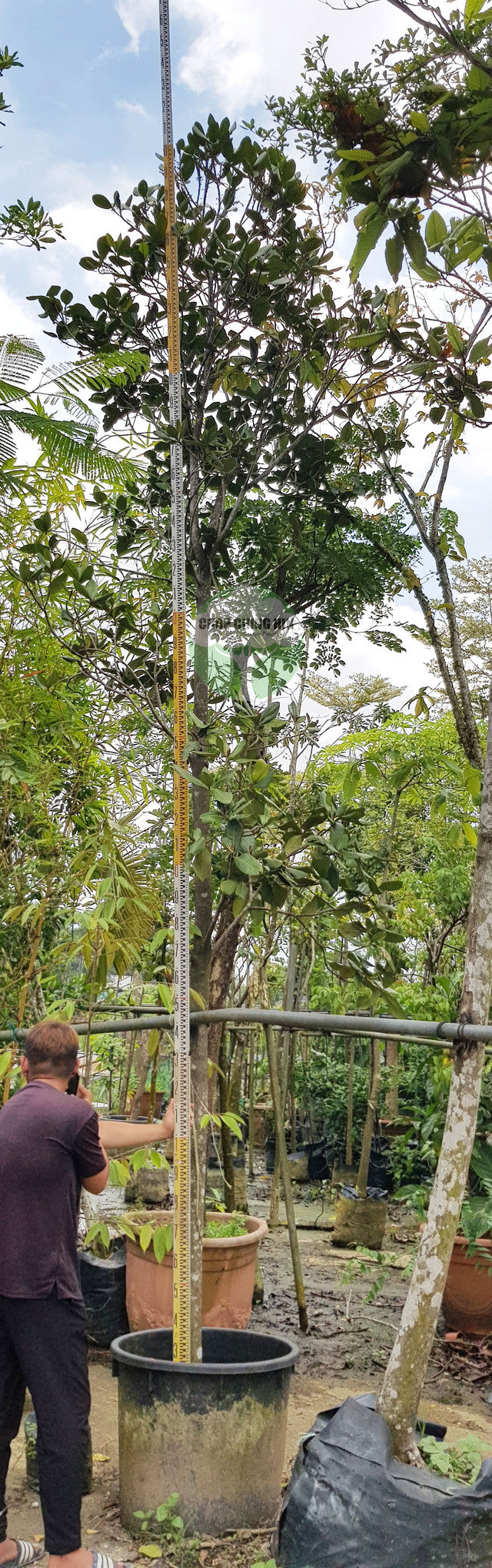 Palaquium obovatum – Chop Ching Hin