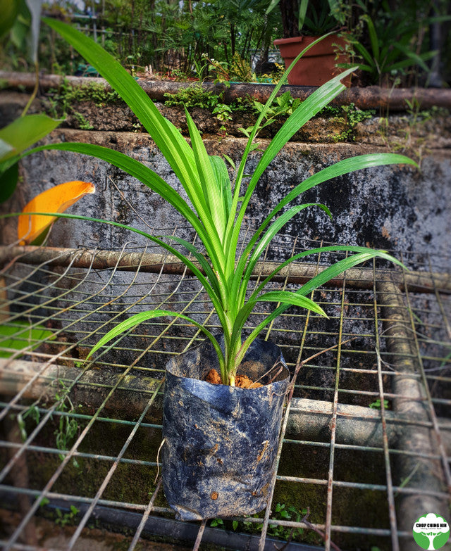 Pandanus amaryllifolius – Chop Ching Hin Pte Ltd