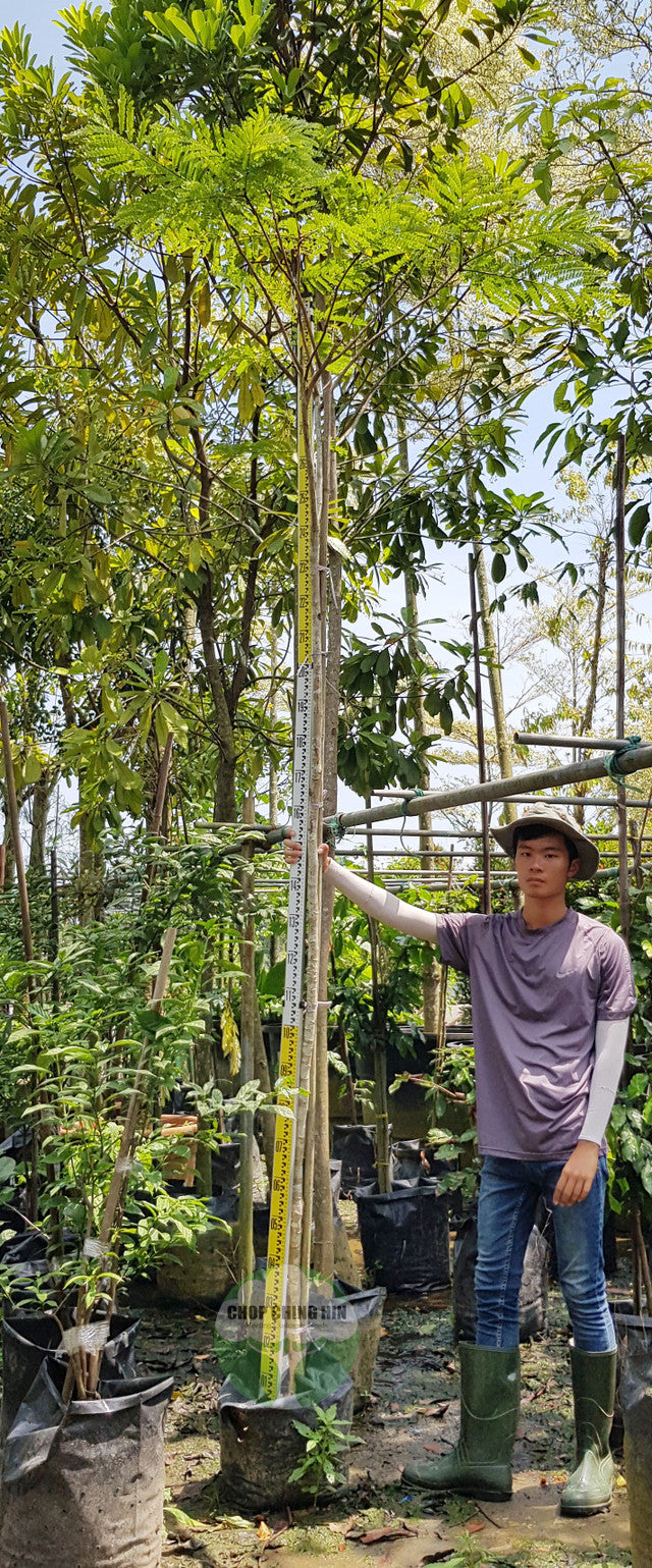 Peltophorum pterocarpum – Chop Ching Hin Pte Ltd