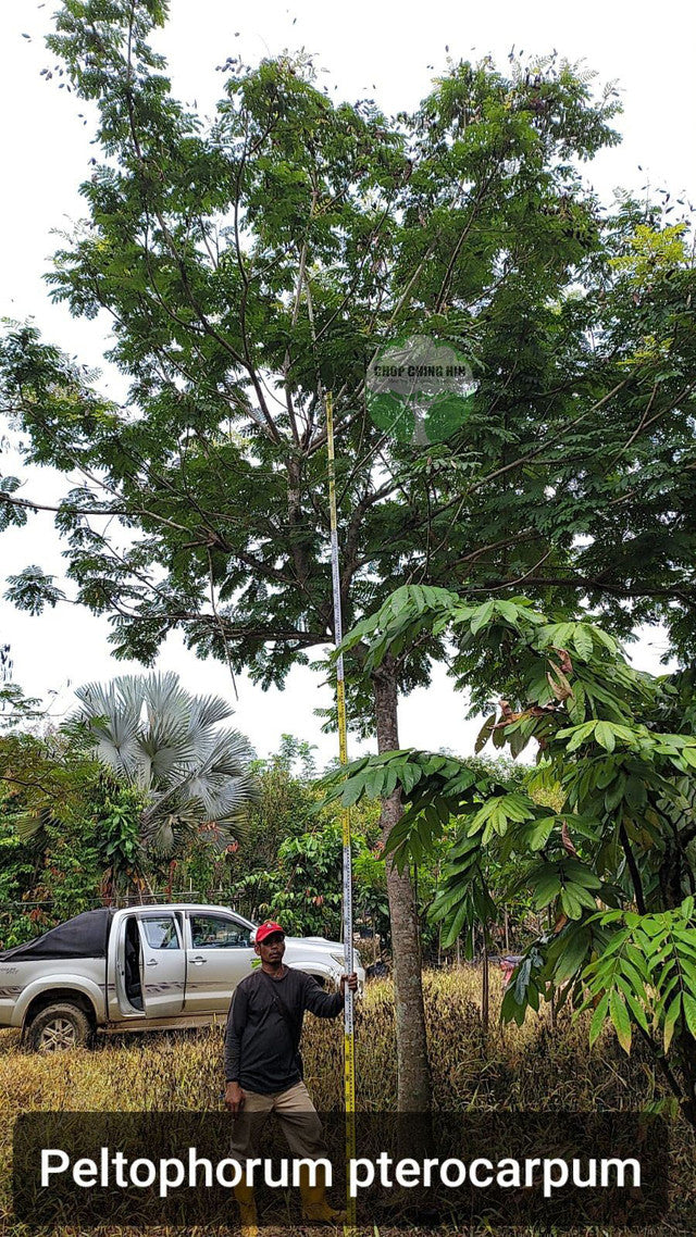 Peltophorum pterocarpum – Chop Ching Hin Pte Ltd