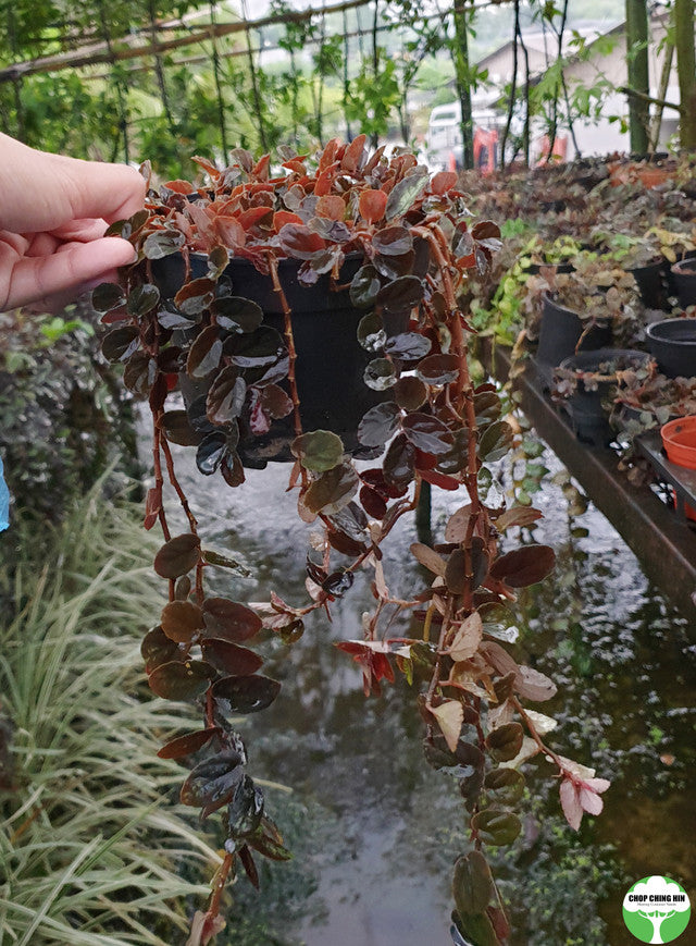 Pilea involucrata 'Norfolk' – Chop Ching Hin