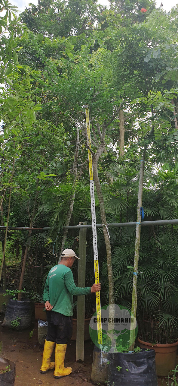 Pithecellobium dulce – Chop Ching Hin Pte Ltd