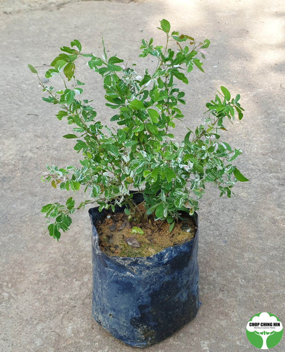 Pithecellobium dulce (Variegated) – Chop Ching Hin Pte Ltd