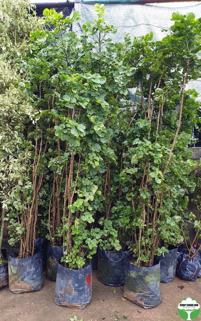 Polyscias balfouriana 'Marginata' – Chop Ching Hin Pte Ltd